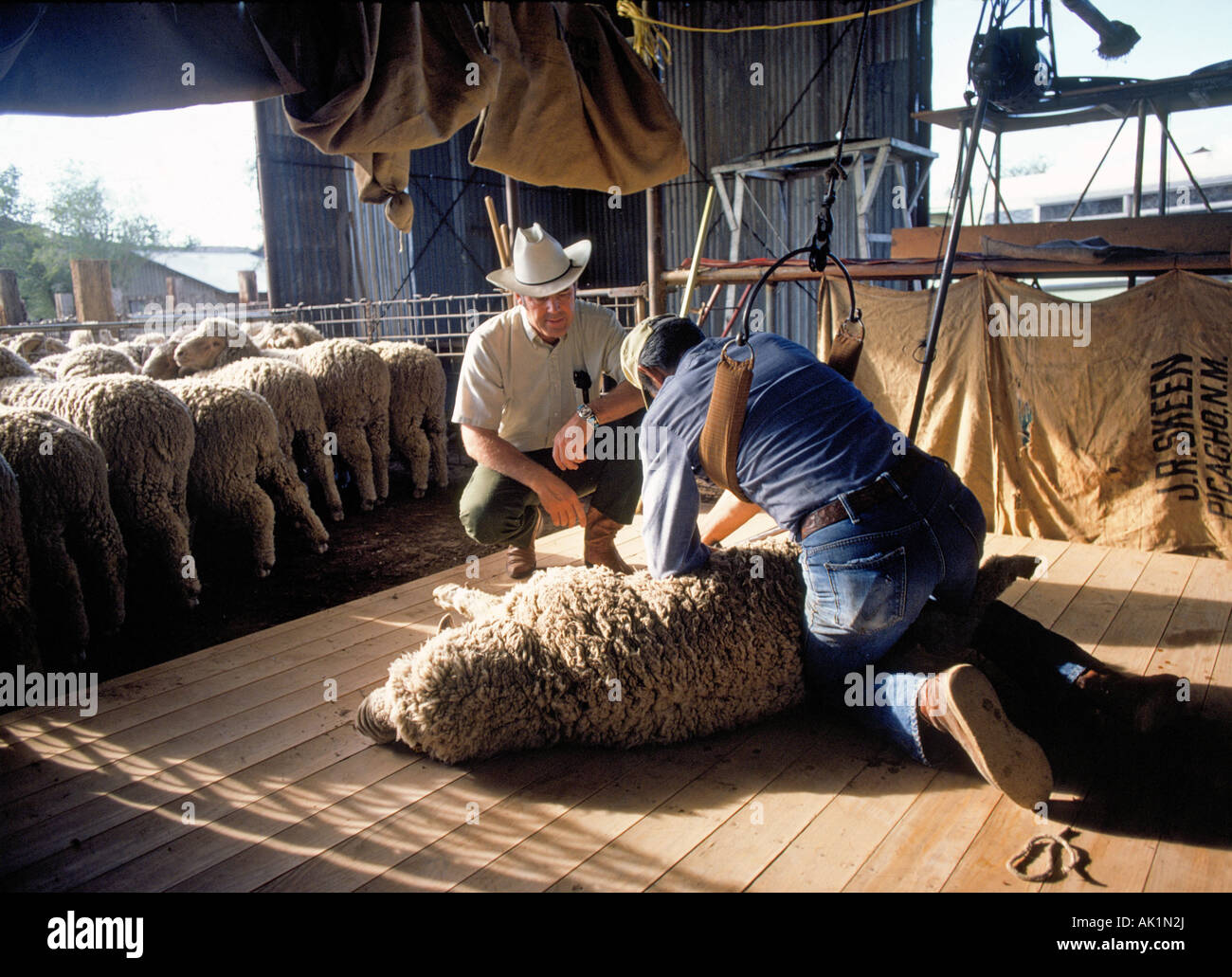 A sheep rancher watches as a hired man shears a ewe in a sheep barn on ...