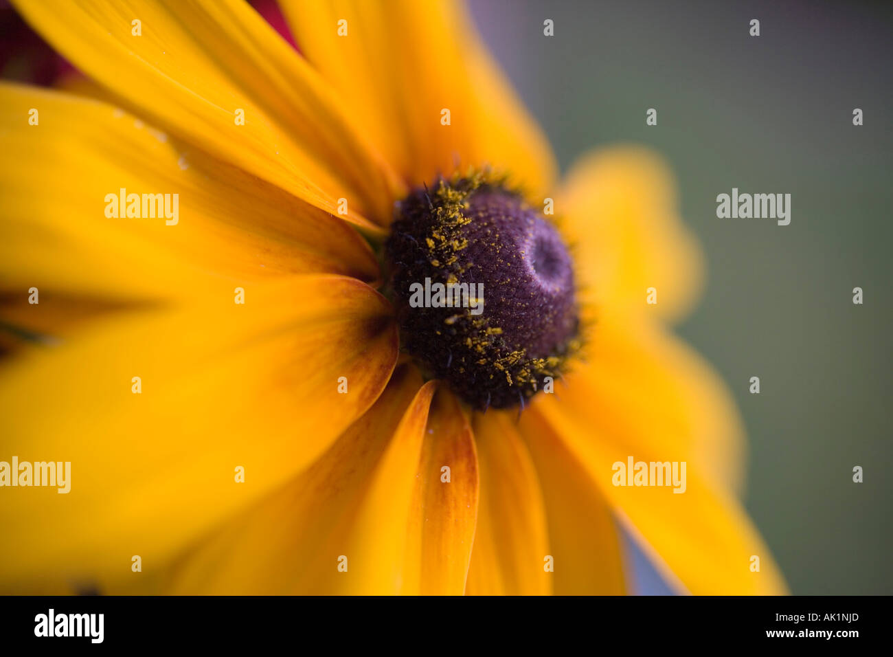 black eyed susan flower closeup Stock Photo - Alamy