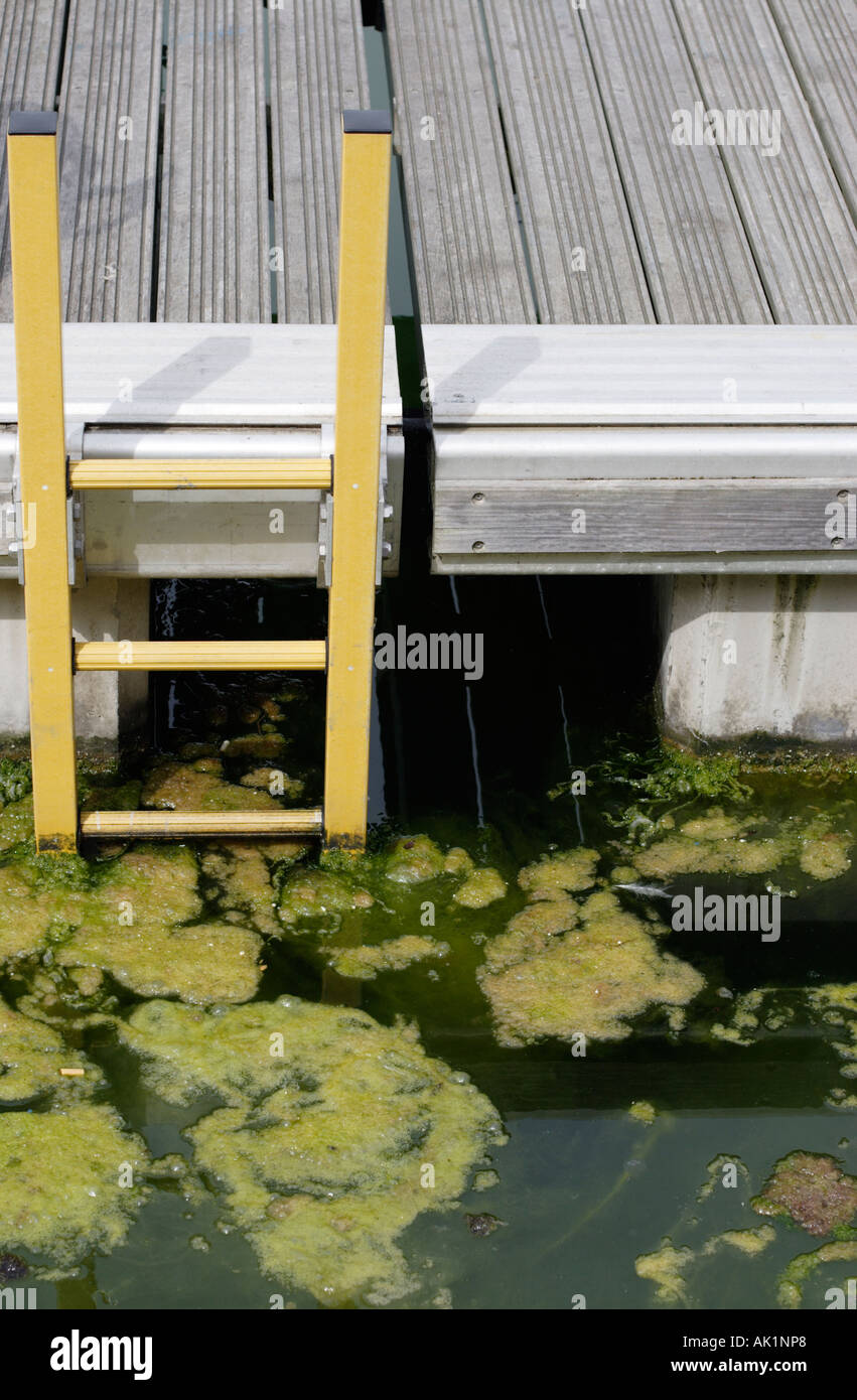 Access ladder on marina quayside Stock Photo - Alamy