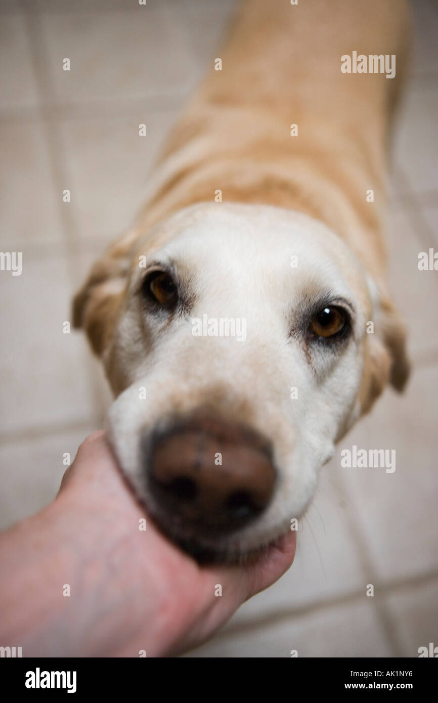 Dog scratching labrador hi-res stock photography and images - Alamy