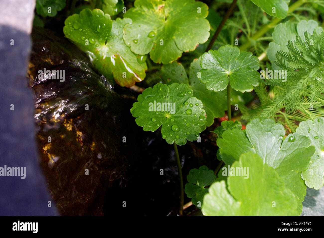 Hydrocotyle ranunculoides hi-res stock photography and images - Alamy