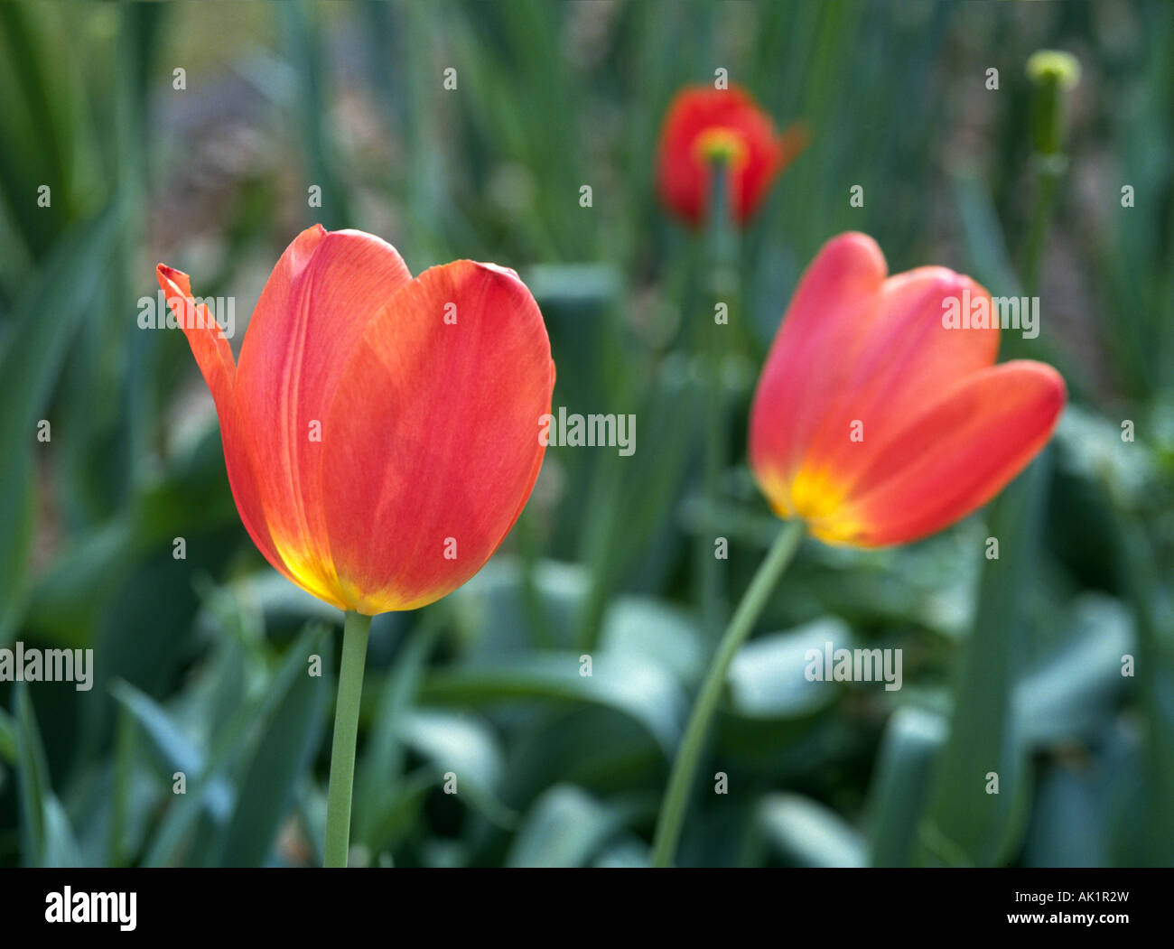 Tulip flower in garden hi-res stock photography and images - Alamy