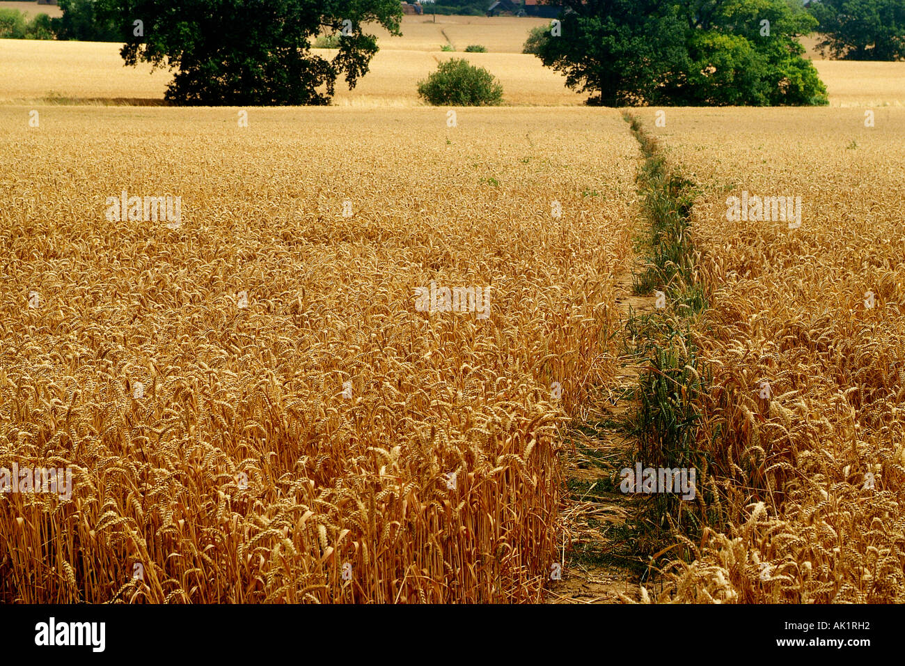 Path leading through a cornfield Stock Photo - Alamy