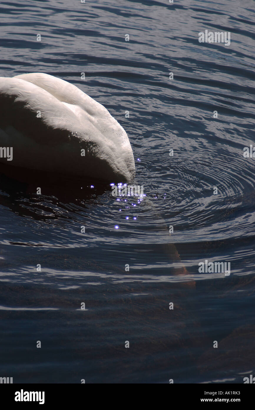 Swan eating underwater Stock Photo - Alamy