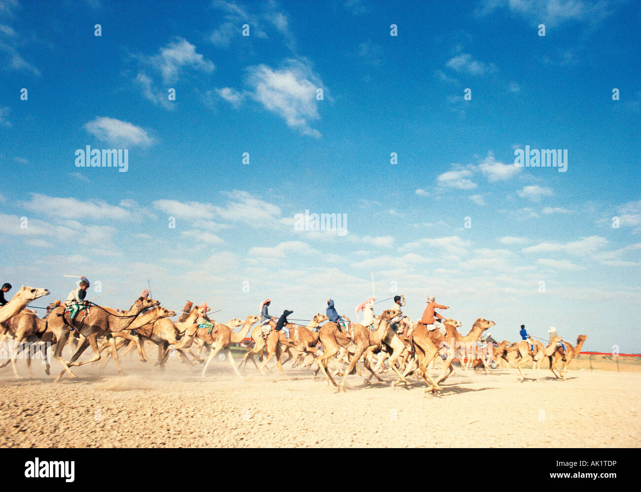 Travel, United Arab Emirates, Dubai, Camel race Stock Photo - Alamy