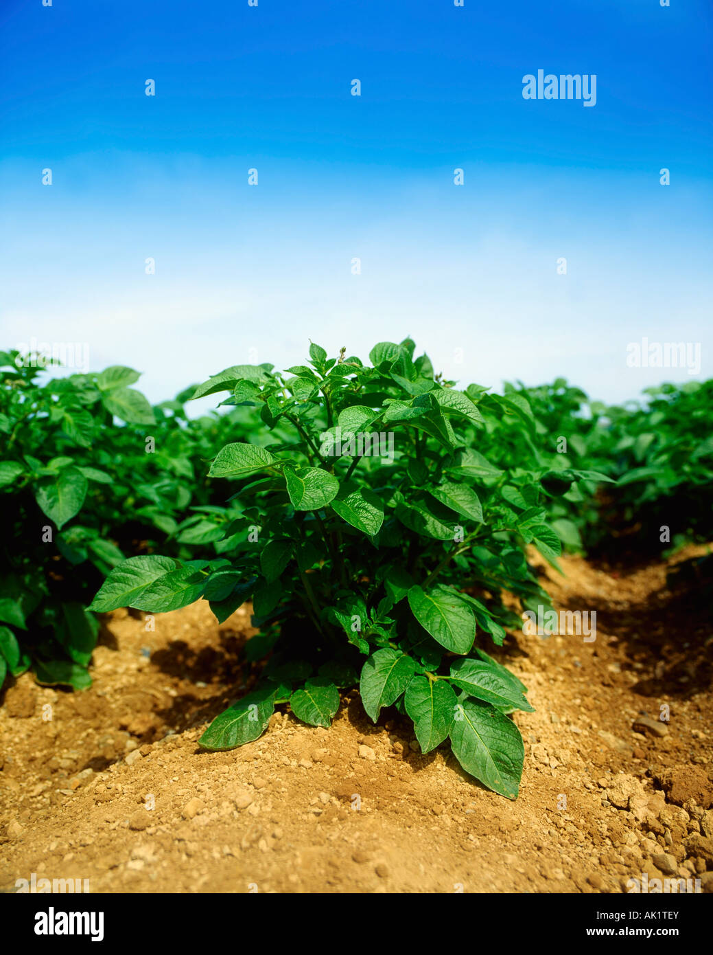 County Dublin, Ireland, Potato crops Stock Photo - Alamy