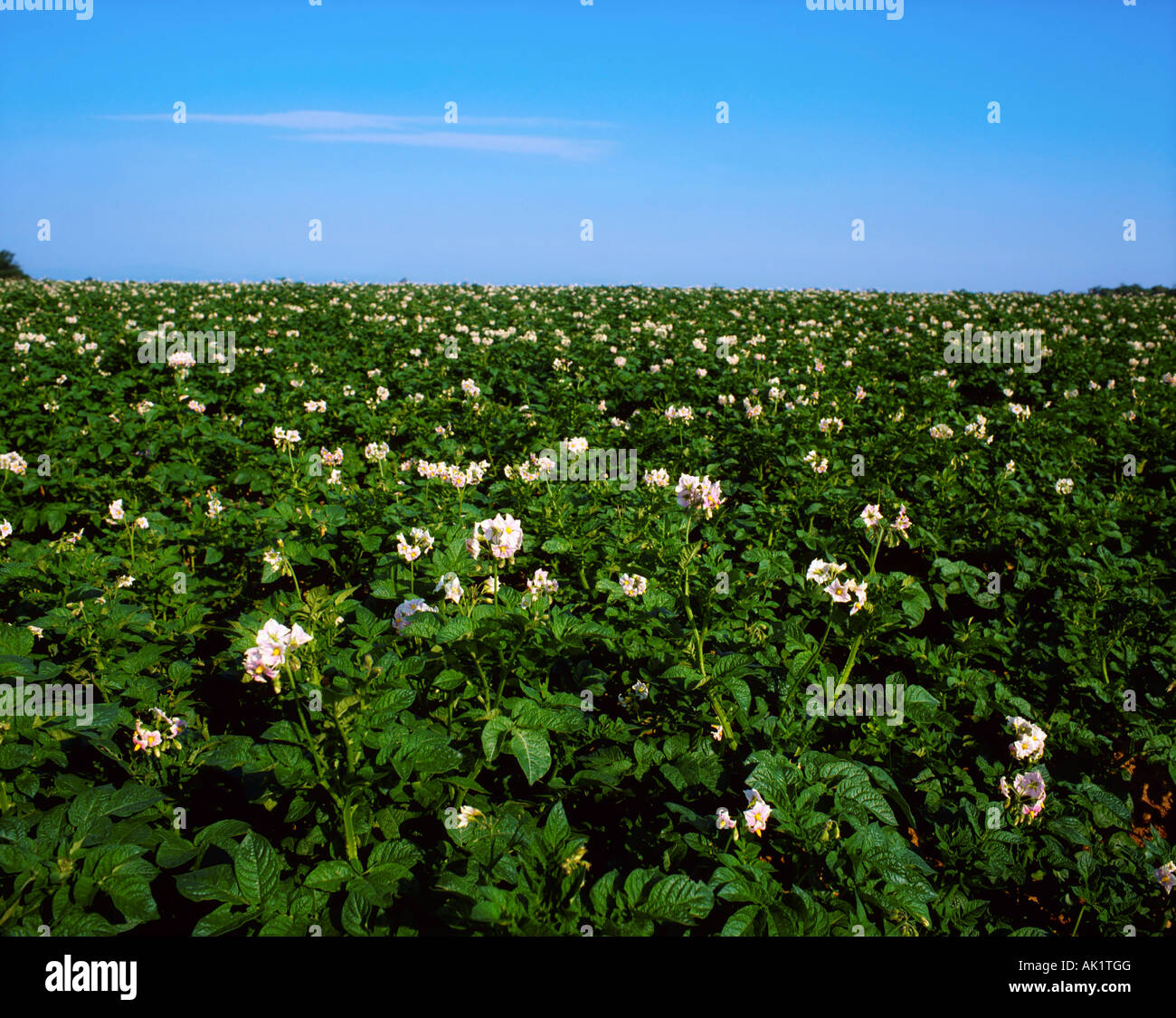 Potato crop, County Kildare, Ireland Stock Photo - Alamy