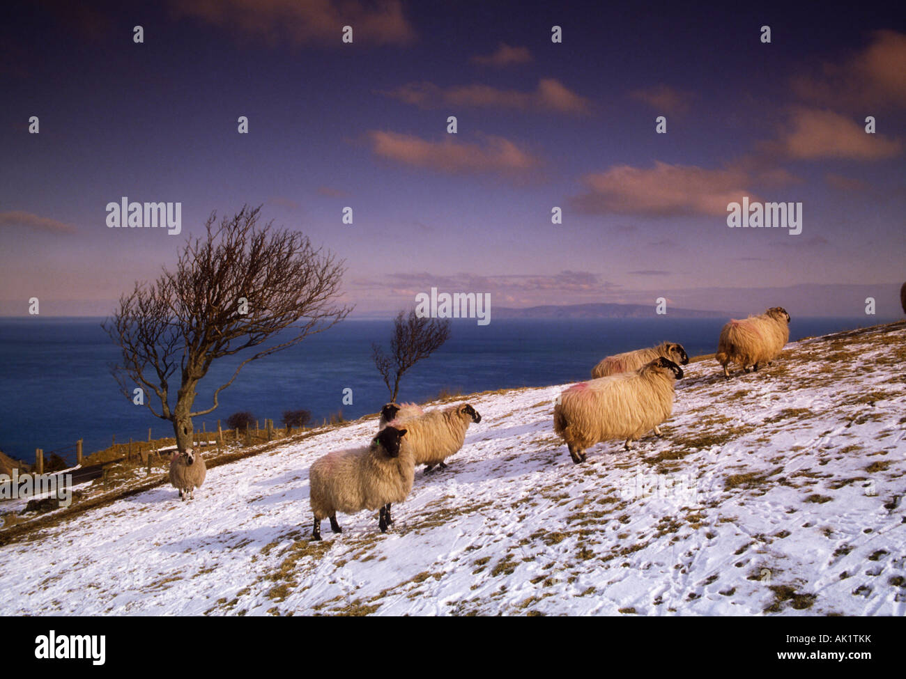 Ireland, Sheep in the snow Stock Photo - Alamy