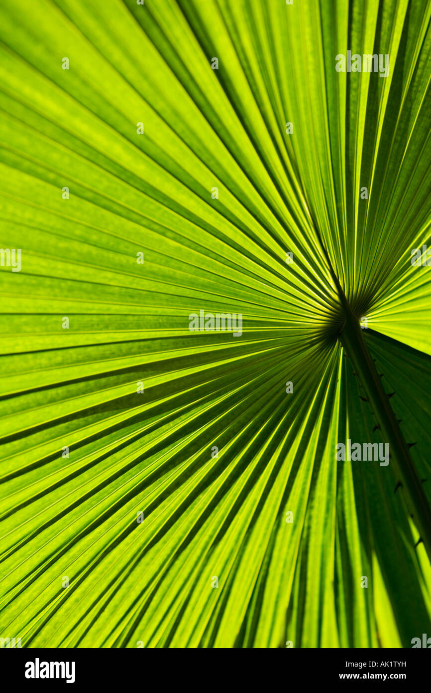 Fan Palm frond. India Stock Photo - Alamy