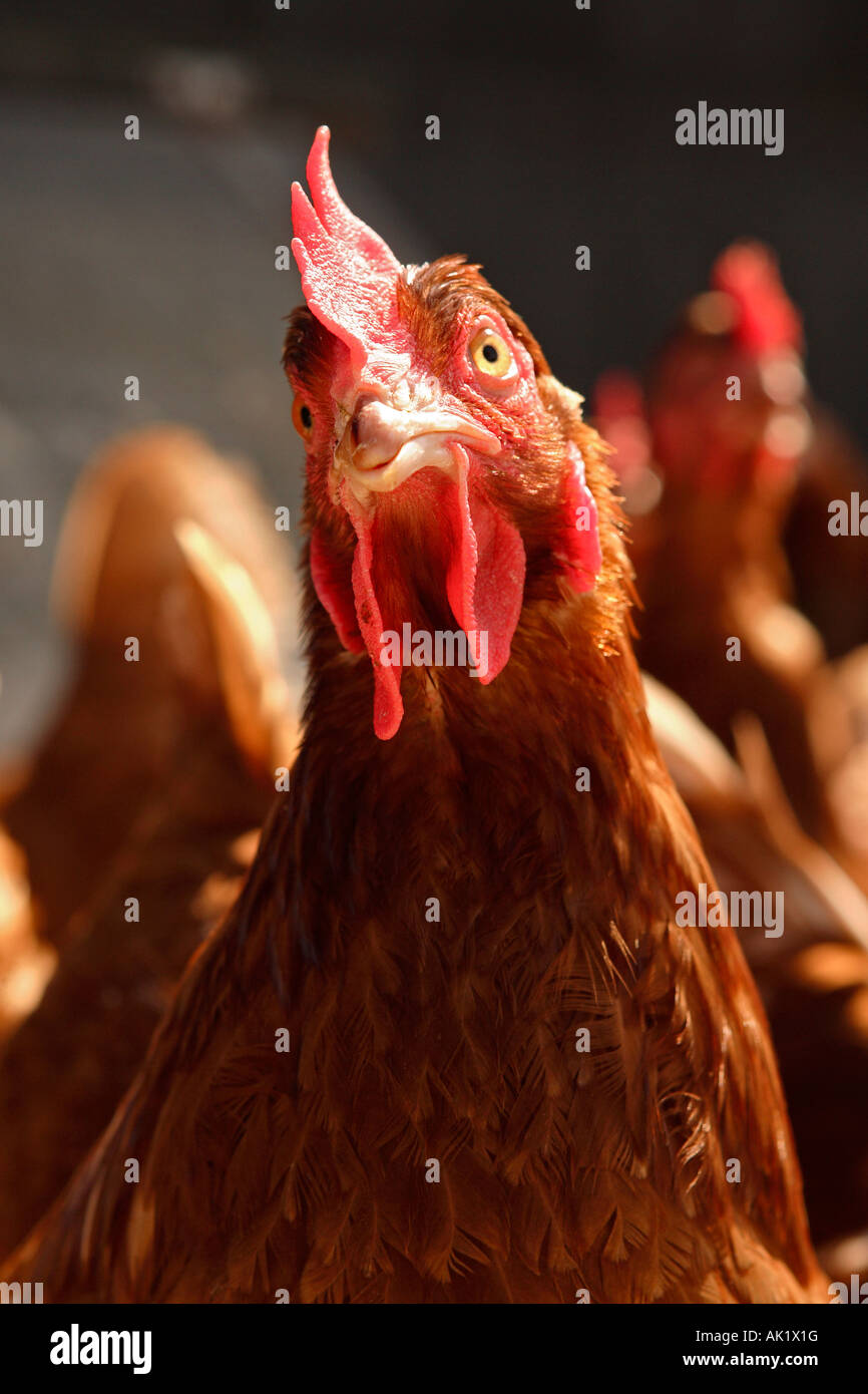 Point of Lay Pullet Chicken Stock Photo - Alamy
