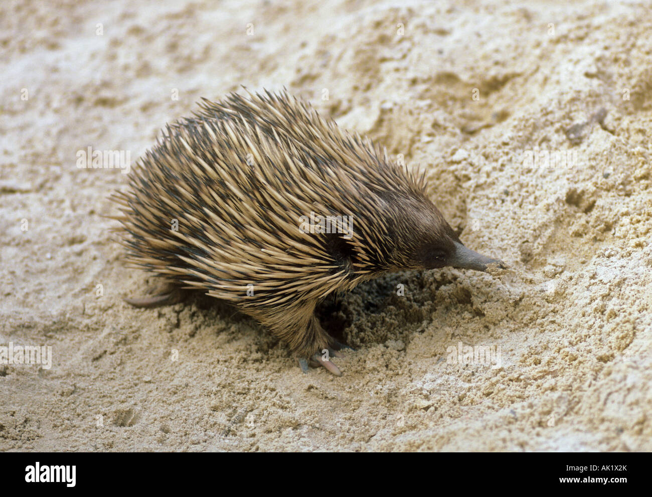 spiny anteater / Tachyglossidae Stock Photo - Alamy
