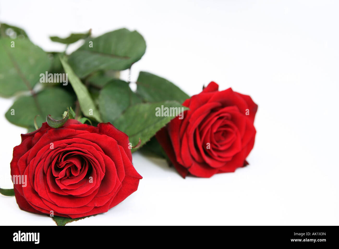 Two red roses isolated on white background, Focus is shallow Stock ...