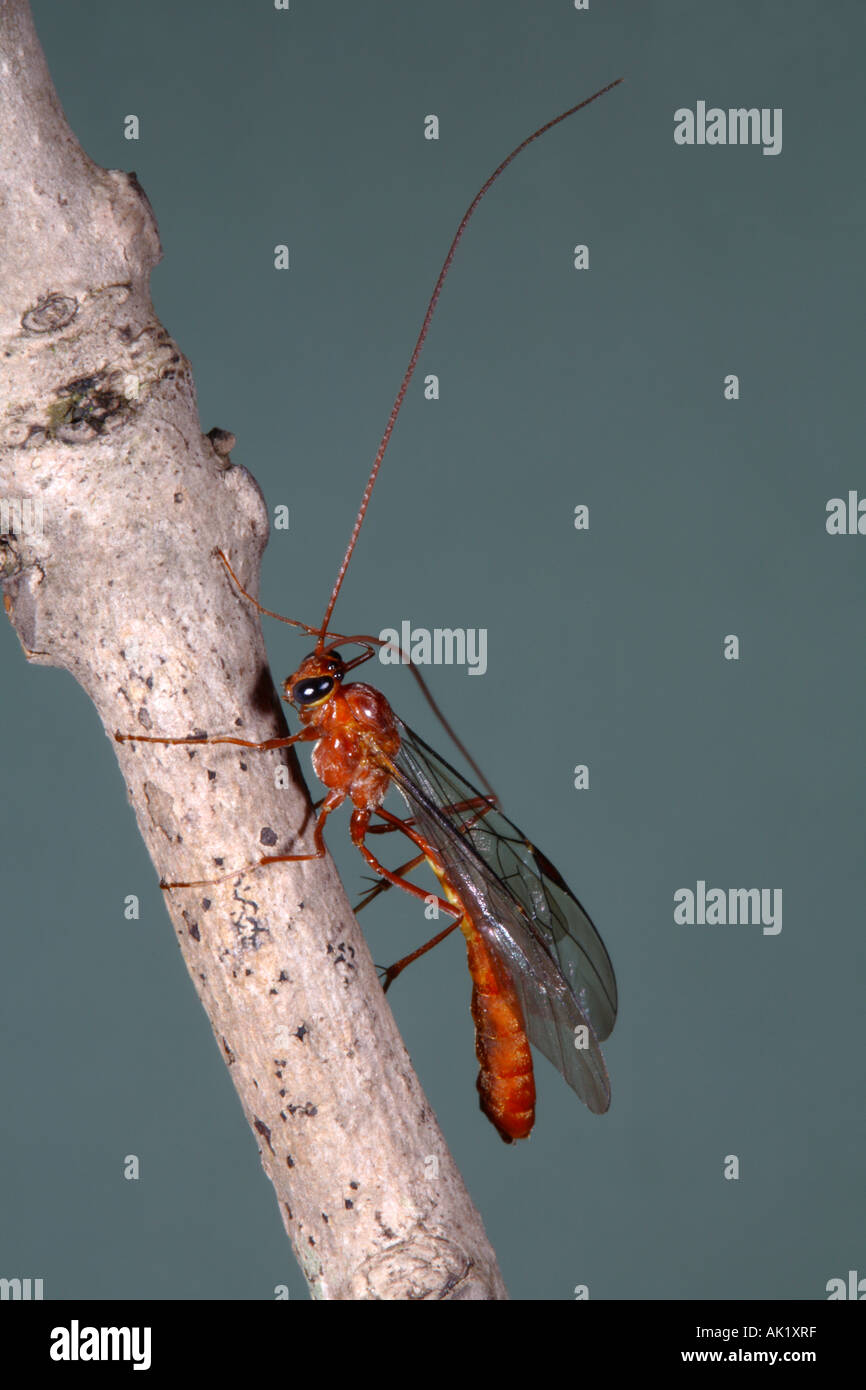 ichneumon fly Ophion luteus reesting on twig cornwall Stock Photo - Alamy