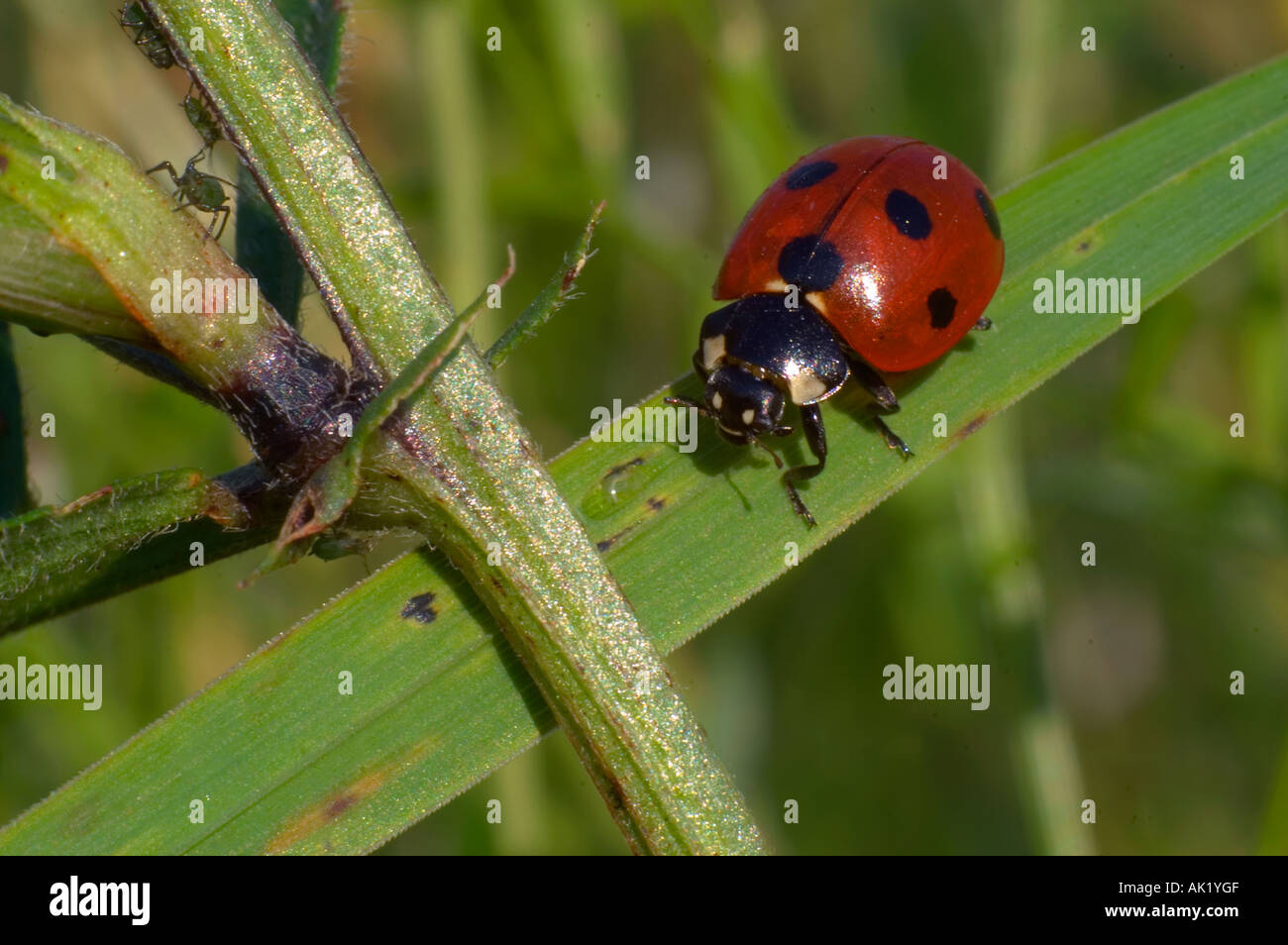 7 spot ladybird Coccinella 7 punctata cornwall Stock Photo - Alamy