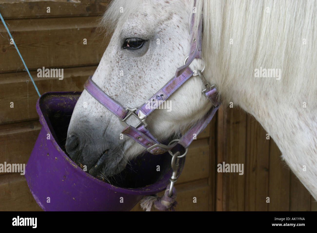 Pony food stable hi-res stock photography and images - Alamy