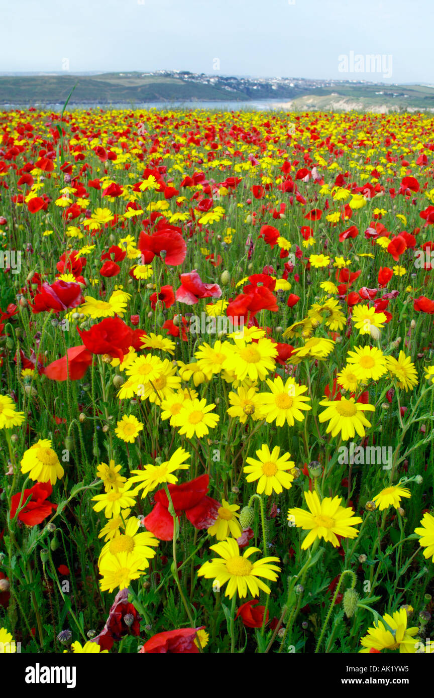 field of arable weeds poppies and corn marigolds at West Pentire ...
