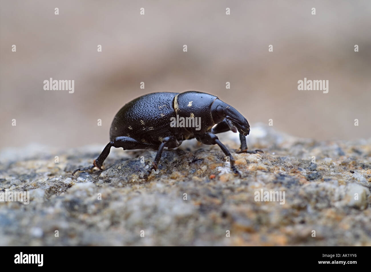 Weevil Liparus coronatus Stock Photo - Alamy