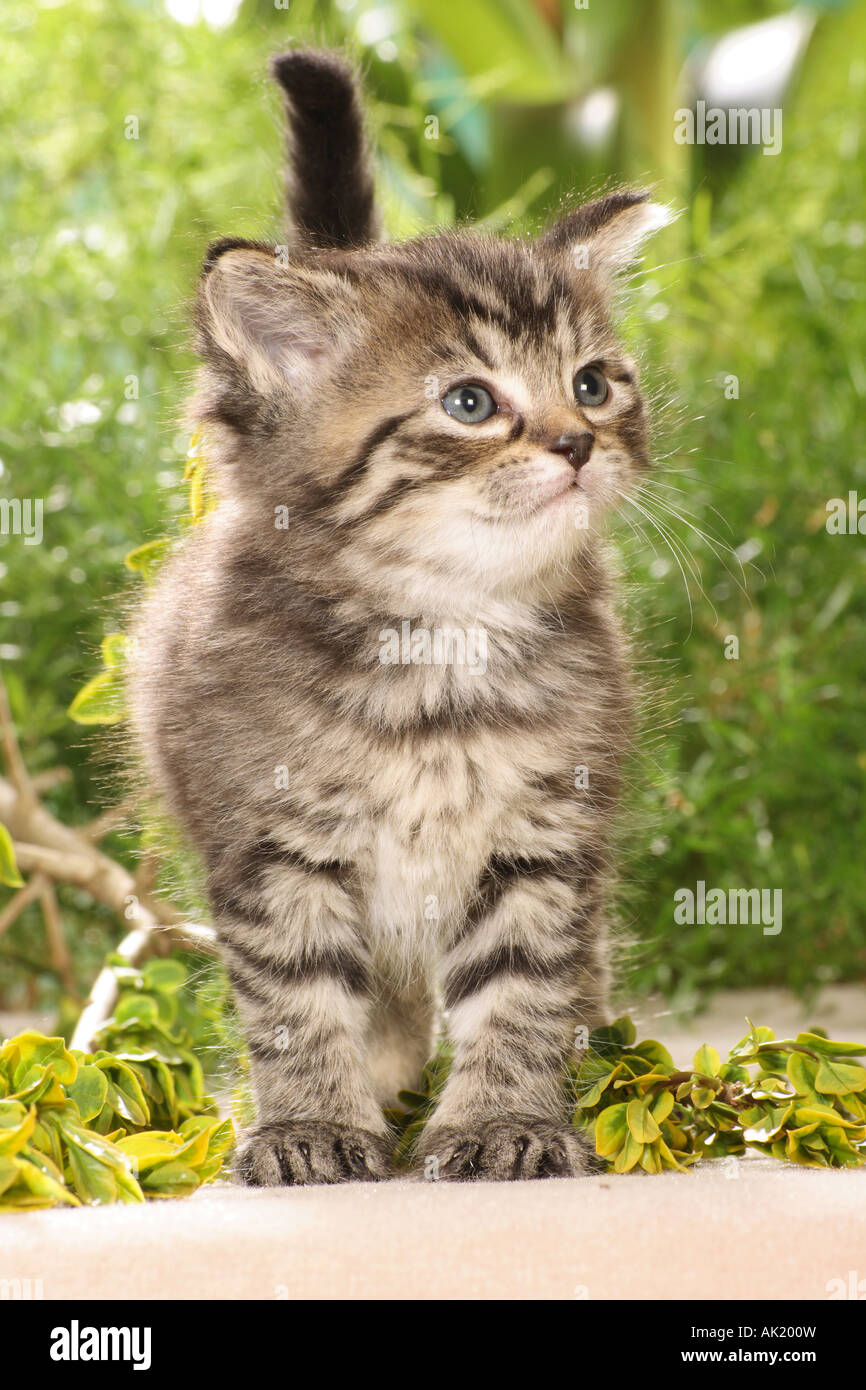 Domestic cat. Tabby kitten standing while looking down Stock Photo - Alamy