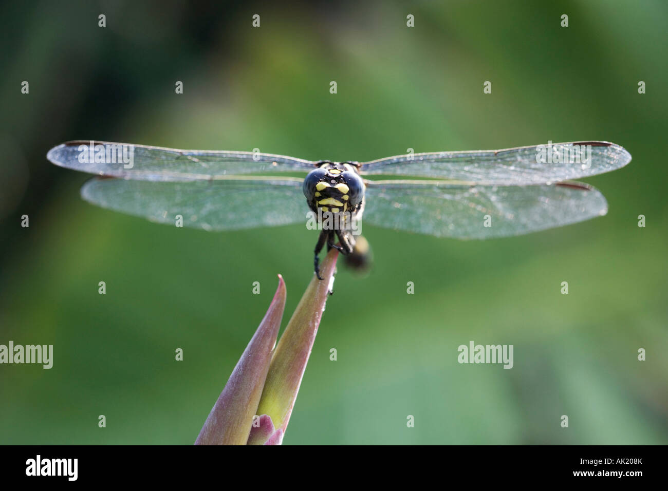 Ictinogomphus rapax. Indian clubtail dragonfly. India Stock Photo - Alamy