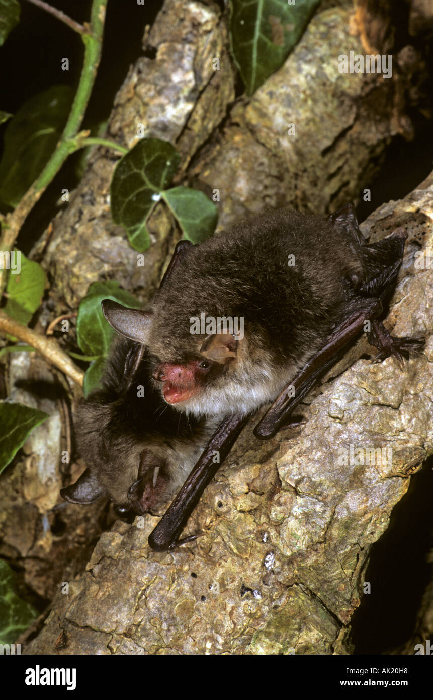 natterer s bat Myotis nattereri on a tree Stock Photo - Alamy