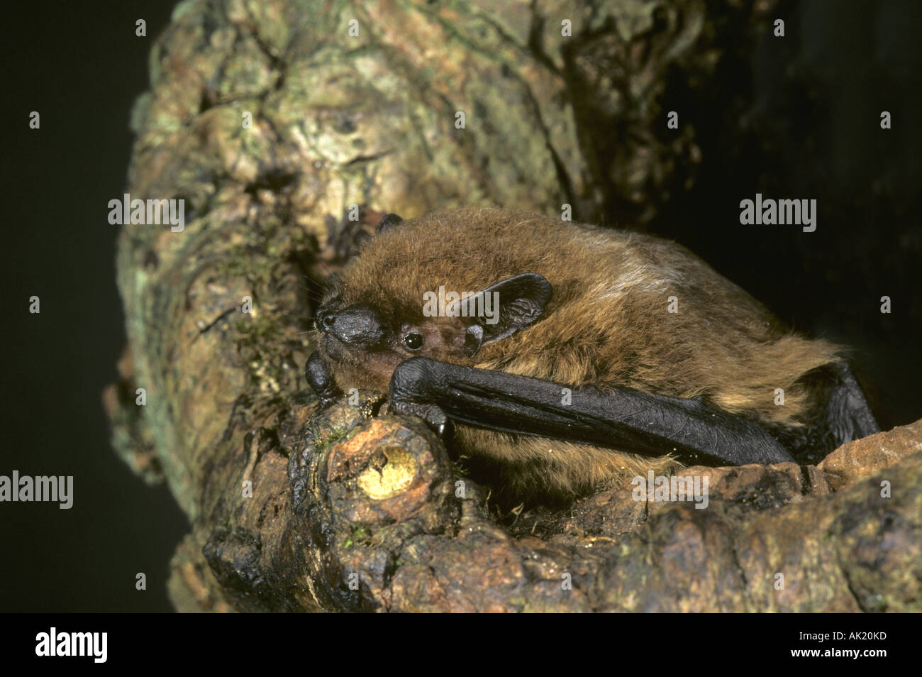 Bat britain pipistrellus hi-res stock photography and images - Alamy