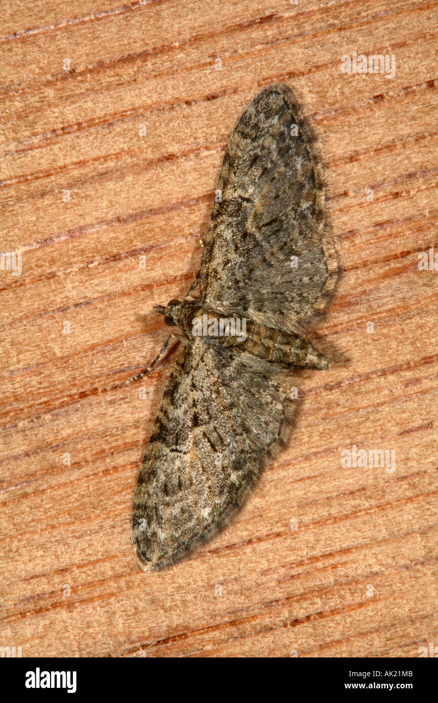 Moth white moth hi-res stock photography and images - Alamy