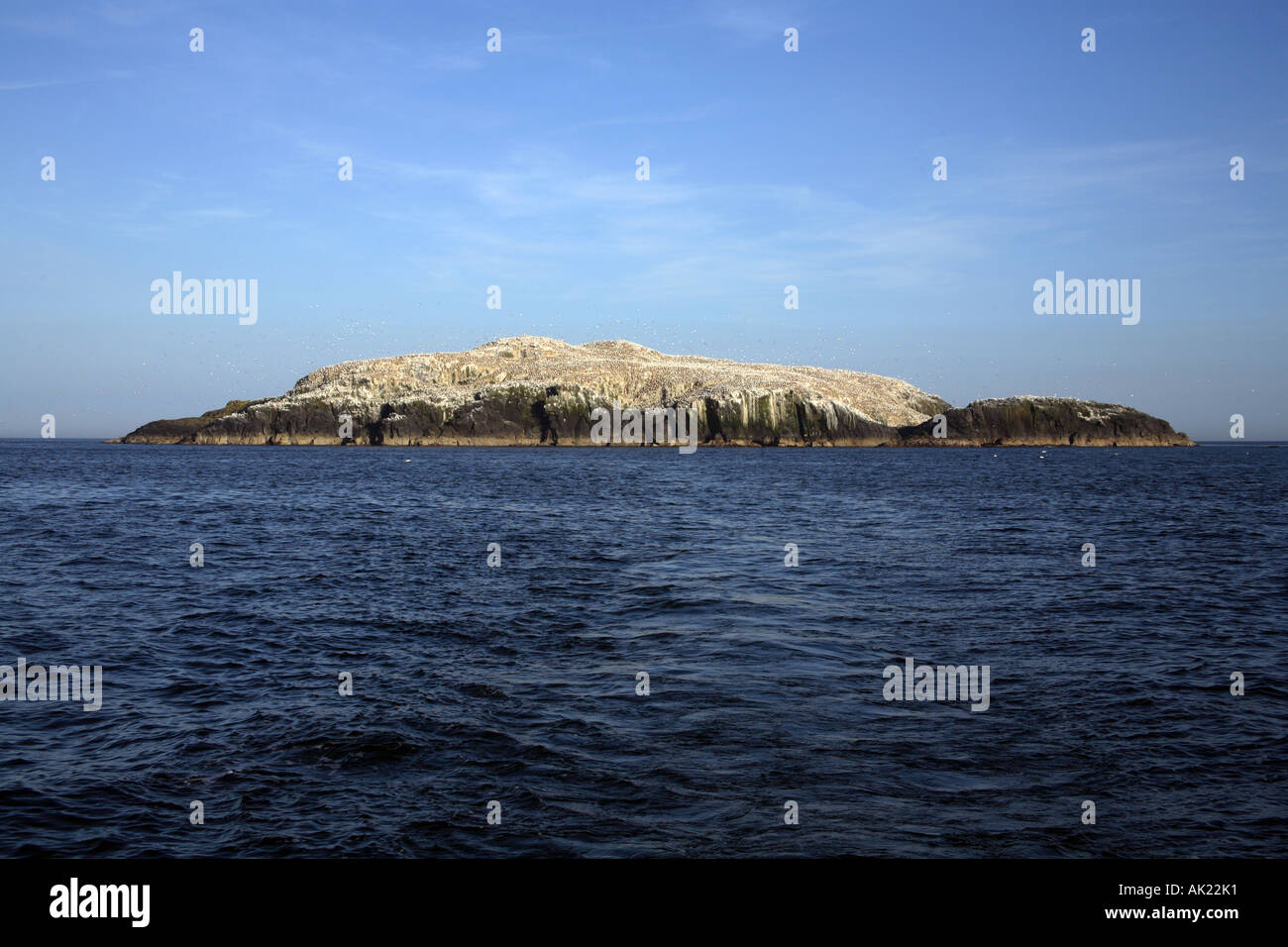 Grassholm hi-res stock photography and images - Alamy