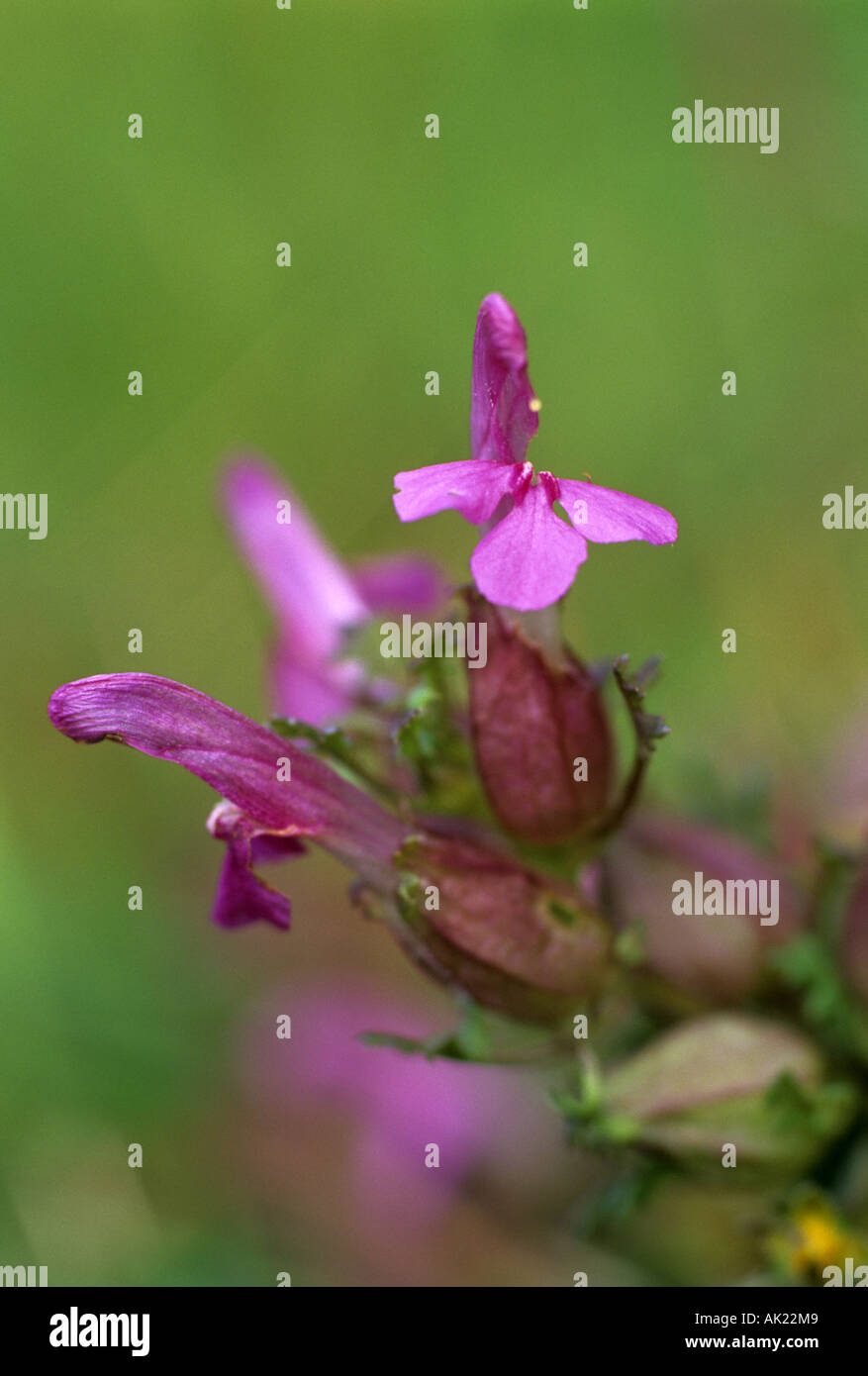 Pedicularis Sylvatica High Resolution Stock Photography and Images - Alamy