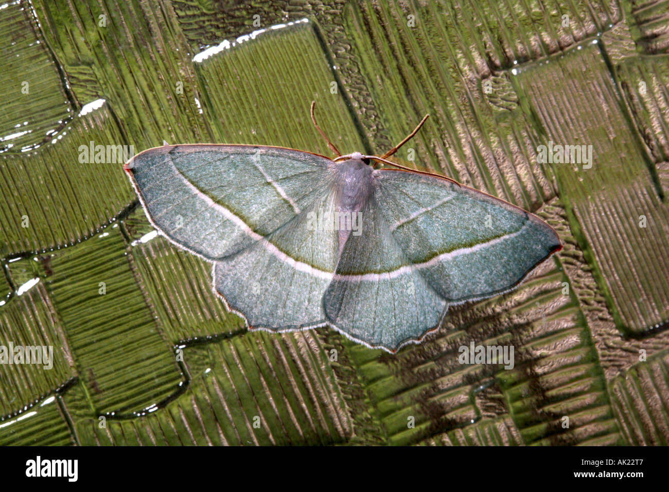 light emerald moth Campaea margaritata june Cornwall Stock Photo - Alamy