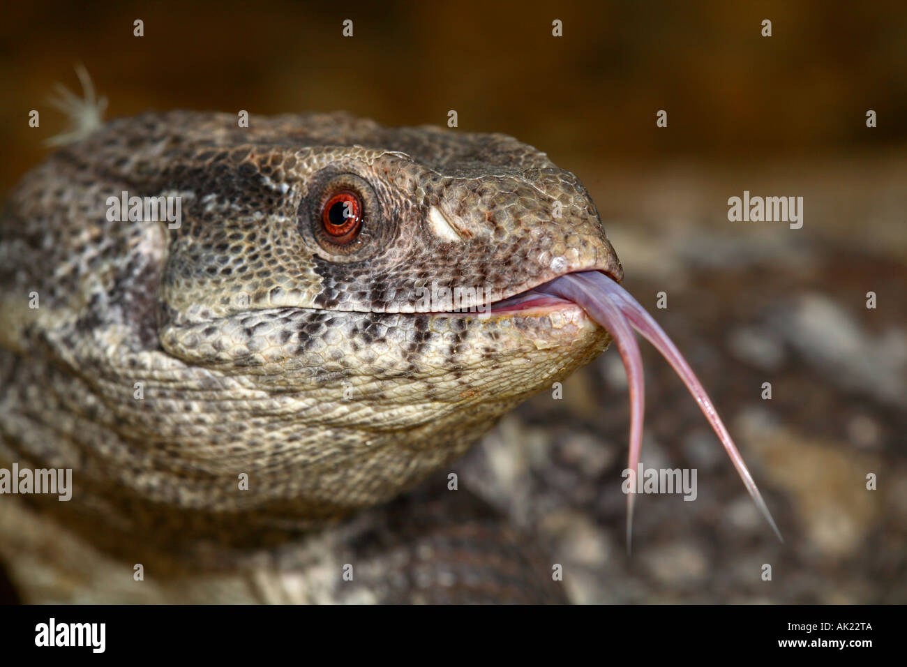 Bosc monitor lizard showing forked tounge captive Stock Photo - Alamy