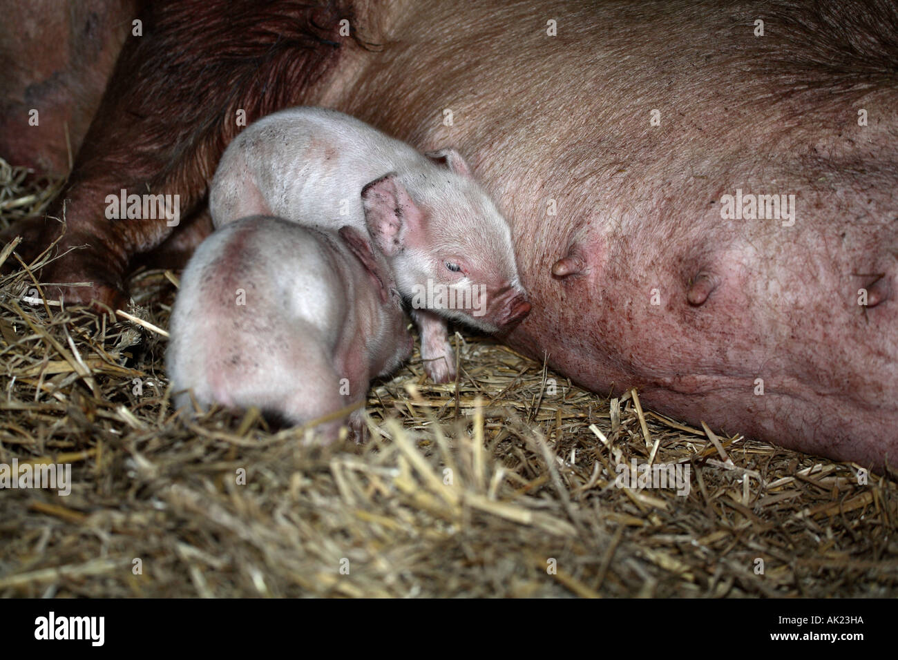 young piglets with mother on a farm Stock Photo - Alamy