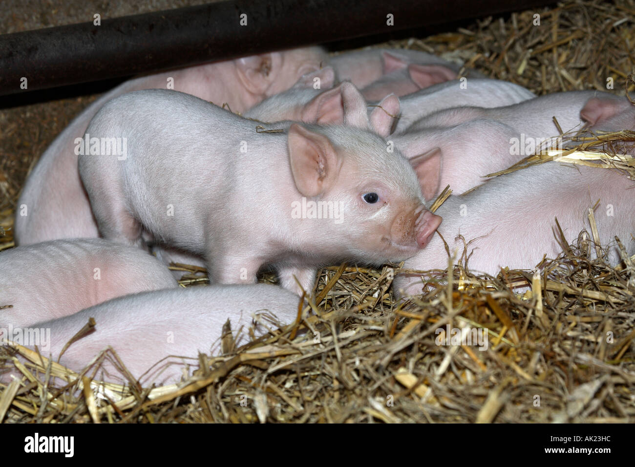 Middle white piglets hi-res stock photography and images - Alamy