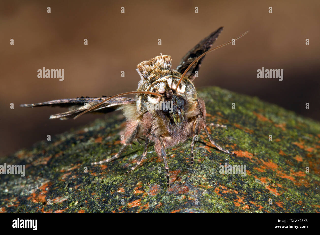 Spectacle Moth Stock Photos & Spectacle Moth Stock Images - Alamy