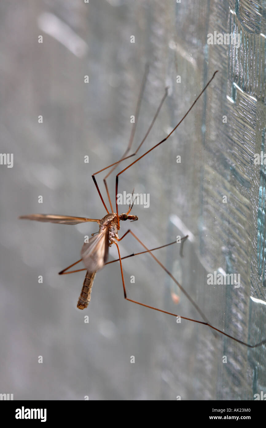 Tipula oleracea hi-res stock photography and images - Alamy