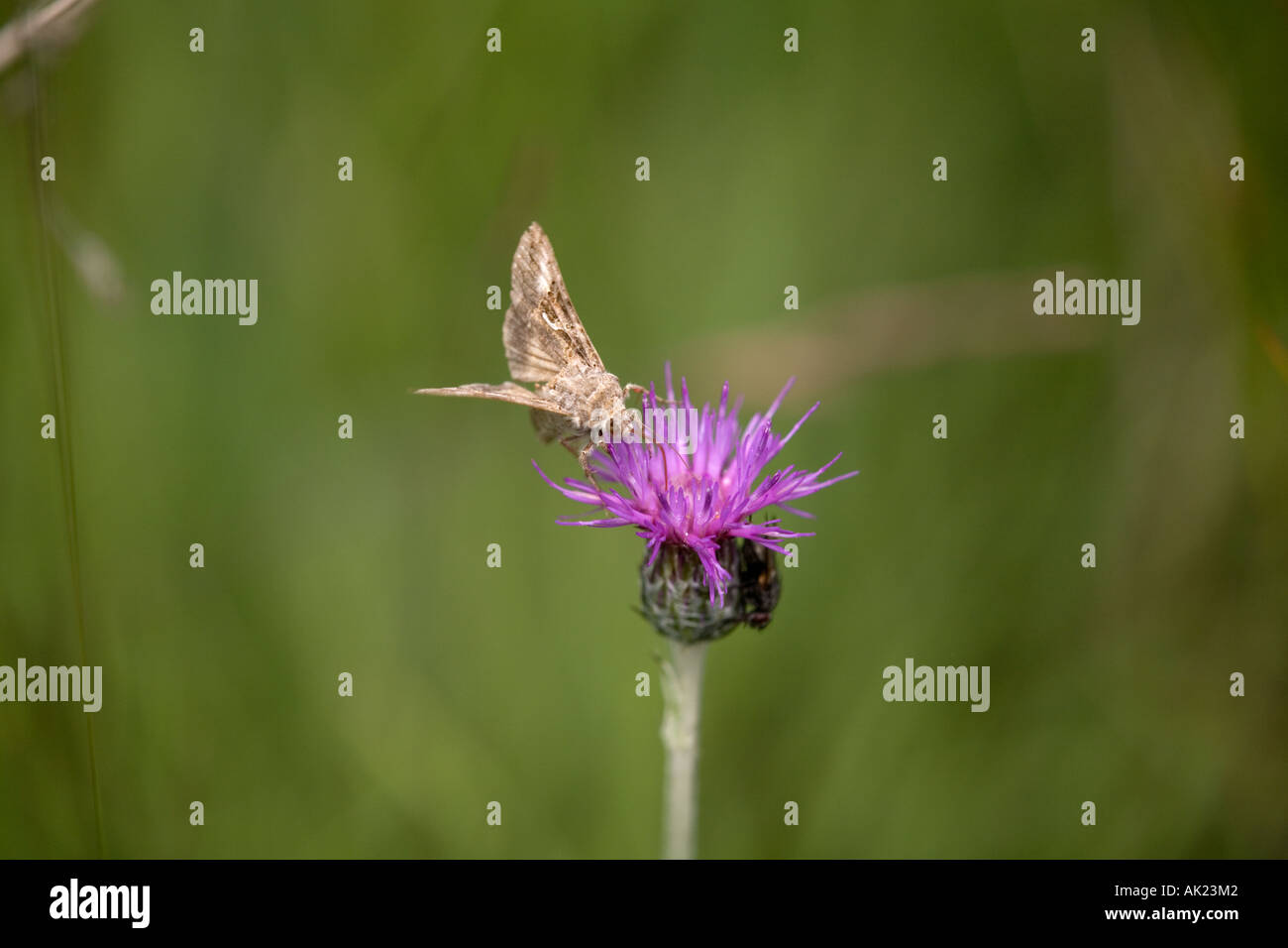 Silver y moth feeding hi-res stock photography and images - Alamy