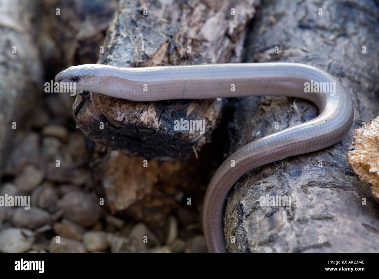 slow worm Anguis fragilis male cornwall Stock Photo - Alamy