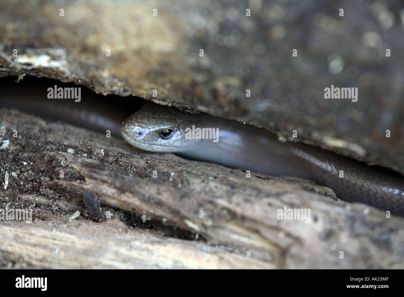 slow worm Anguis fragilis cornwall male Stock Photo - Alamy