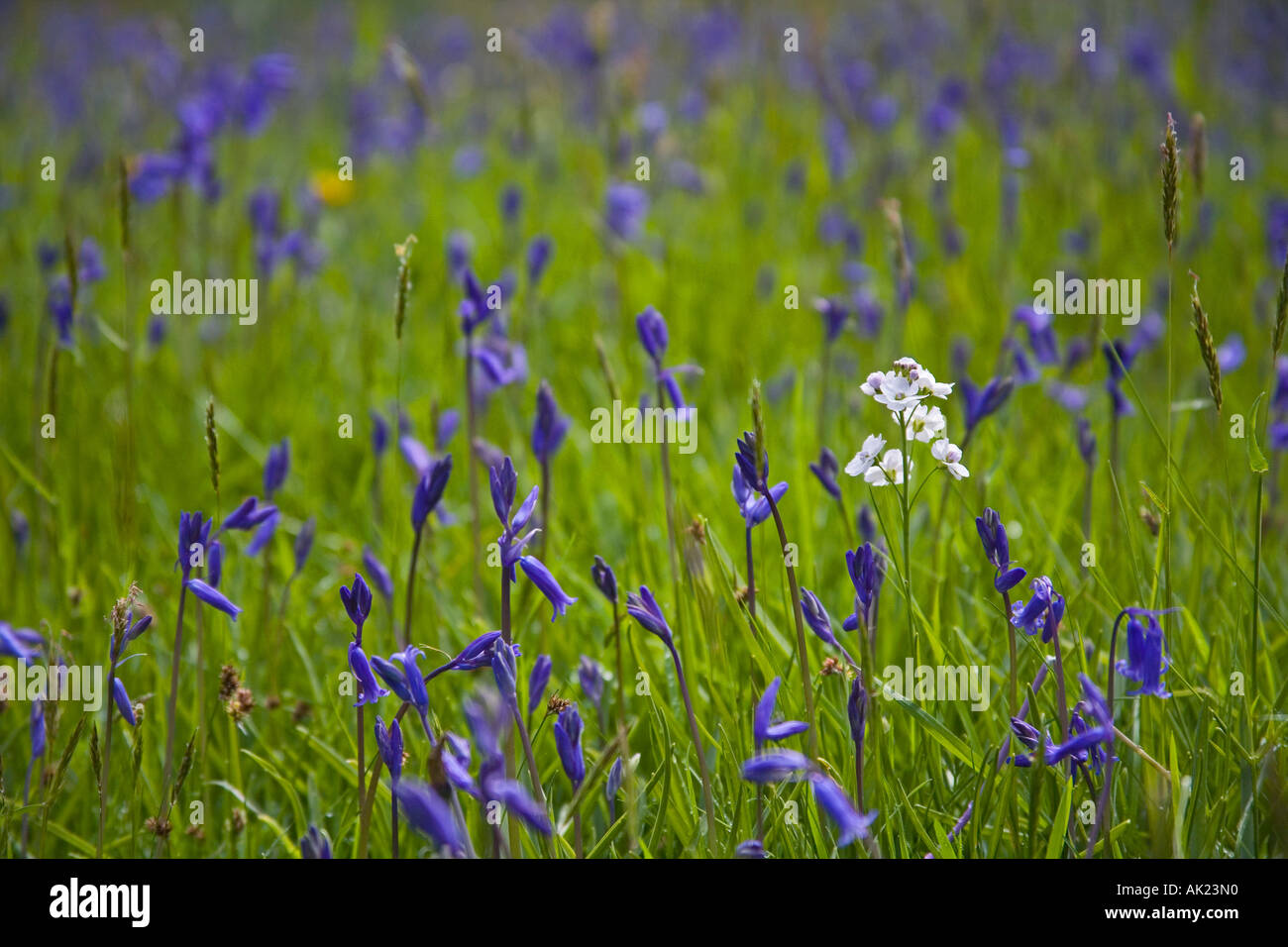 cuckoo flower Cardamine pratensis in bluebells Endymion non scriptus ...