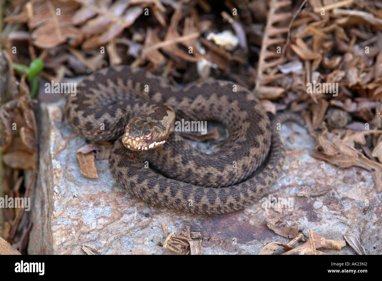 Young adder hi-res stock photography and images - Alamy