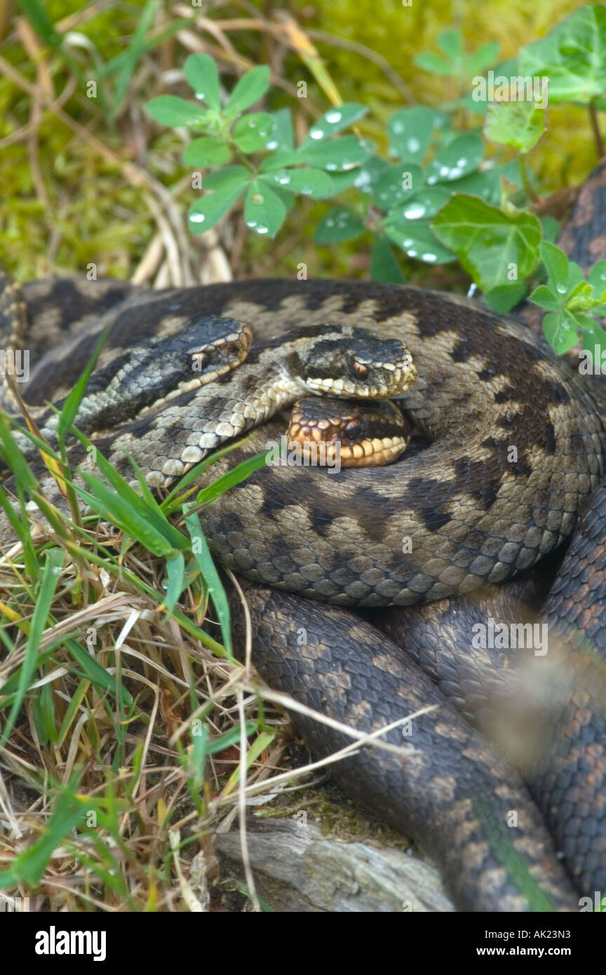 Cornwall adder hi-res stock photography and images - Alamy