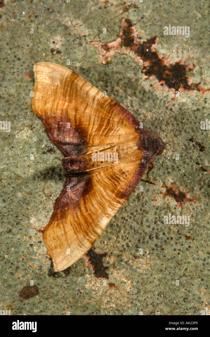 scorched wing moth Plagodis dolabraria summer cornwall Stock Photo - Alamy