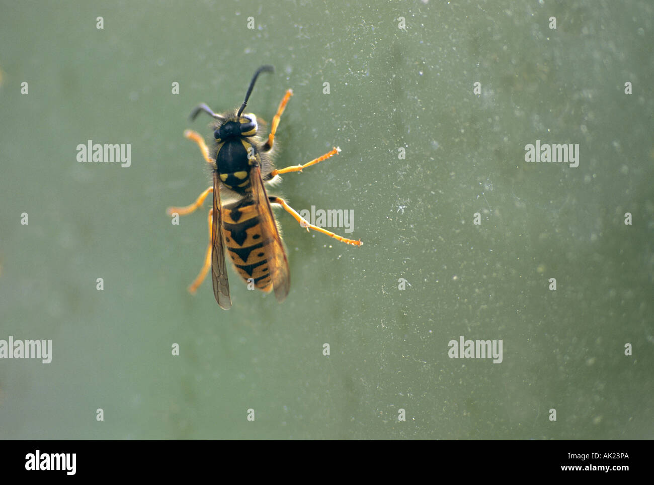 Queen german wasp Vespidae germanica on a window cornwall Stock Photo ...