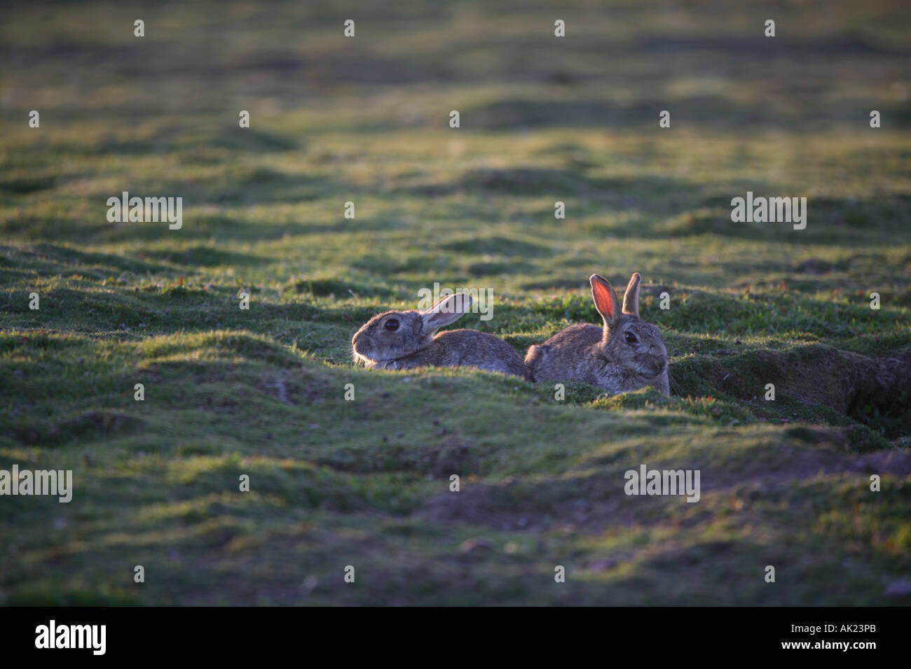 Rabbits britain hi-res stock photography and images - Alamy
