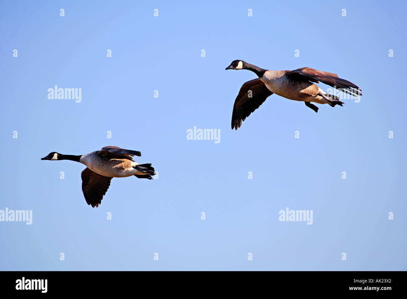 Canada geese Branta canadensis in flight Stock Photo - Alamy