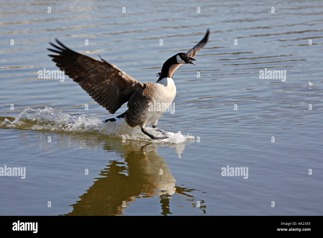 Canada goose with wings spread hi-res stock photography and images - Alamy