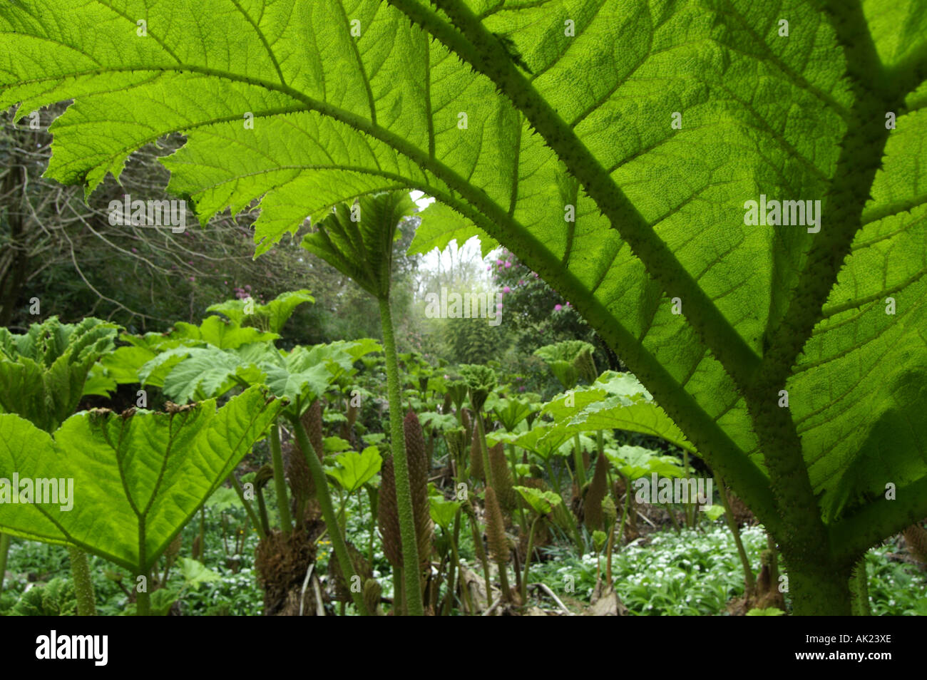 Gunnera cornwall hi-res stock photography and images - Alamy