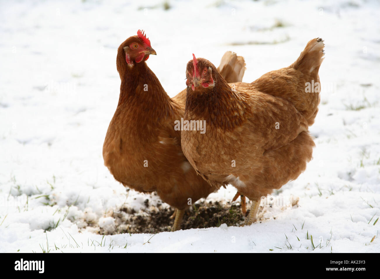 chickens in the snow winter cornwall Stock Photo - Alamy