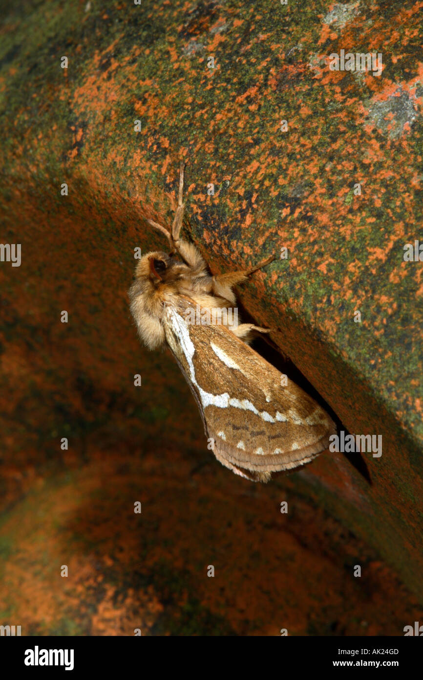 Common swift moth Hepialus lupulinus June cornwall Stock Photo - Alamy