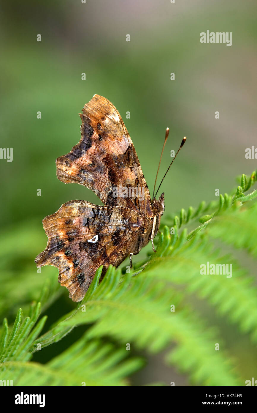 comma butterfly Polygonia c album showing comma mark on underwing ...