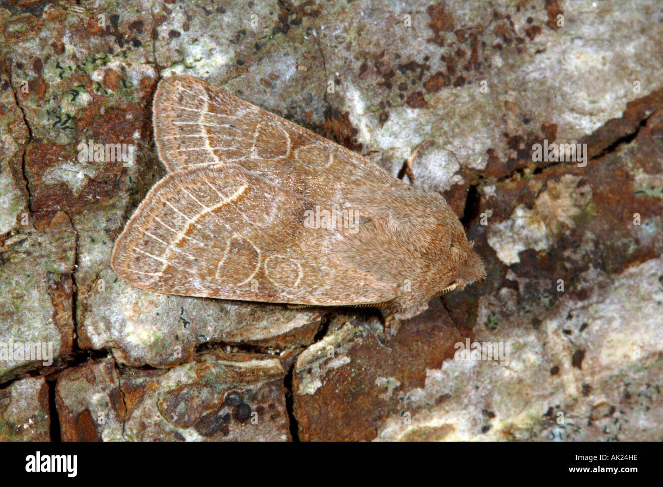 Common quaker moth Orthosia cerasi cornwall Stock Photo - Alamy